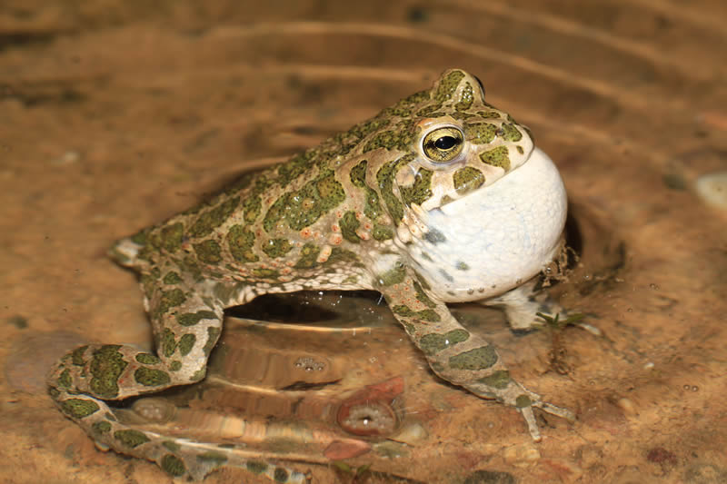 Crapaud vert | BUFO – Association pour l'étude et la protection des ...