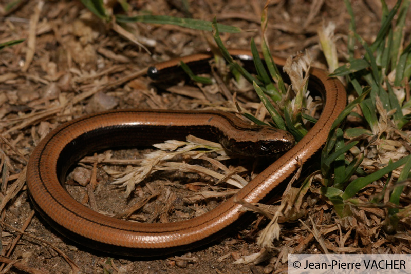 Orvet fragile | BUFO – Association pour l'étude et la protection des ...