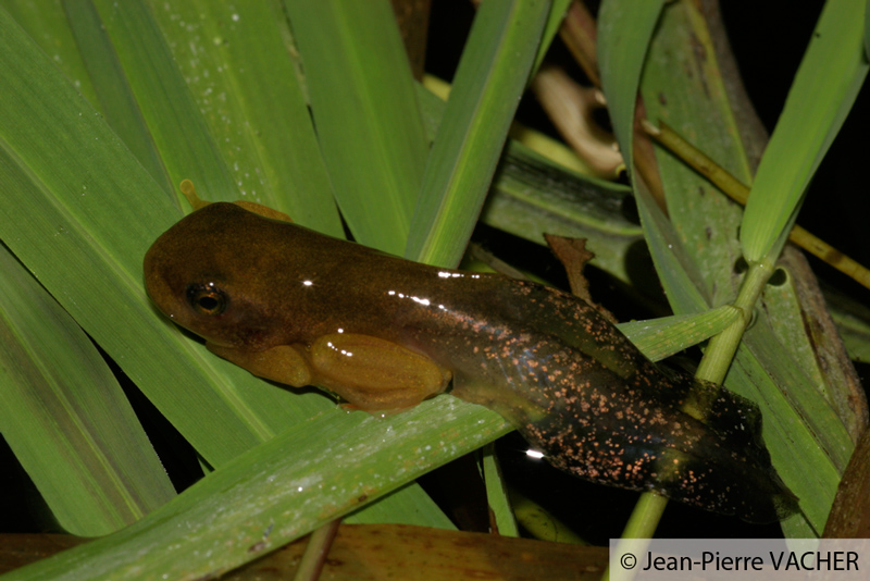 Rainette verte | BUFO – Association pour l'étude et la protection des ...